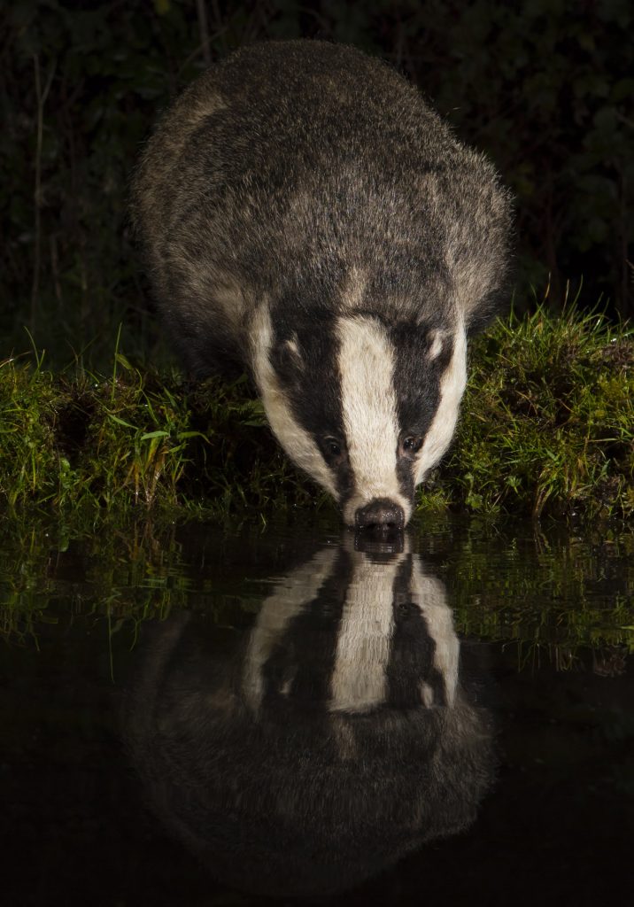Boar_Badger_drink – The Badger Crowd – standing up for badgers