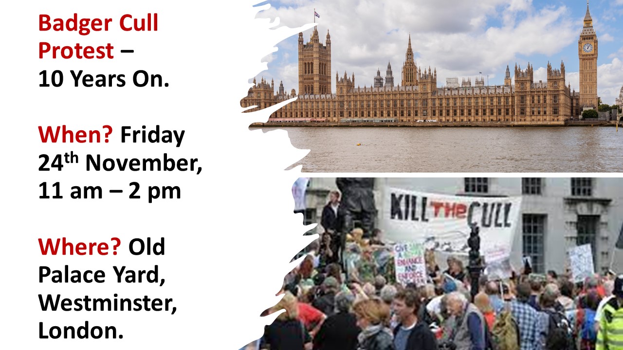 Rescheduled! Friday 24th November Badger Cull Protest - 10 Years On ...