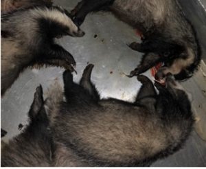 Badgers and the Statistics of Bovine TB - The Badger Crowd - standing ...