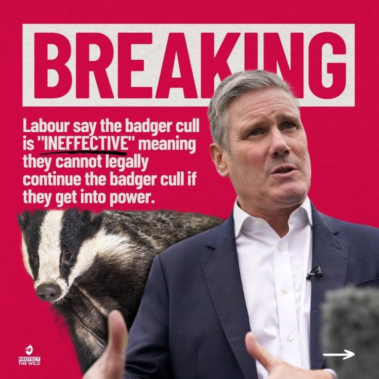 Vote Labour, Vote Badger? - The Badger Crowd - standing up for badgers