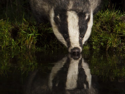 2025 News round-up - The Badger Crowd - standing up for badgers
